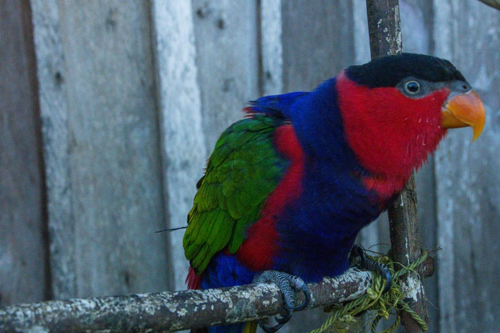 “Emerald of the Equator” – A Call to Preserve Indonesia’s Last Frontier – GHG Actions