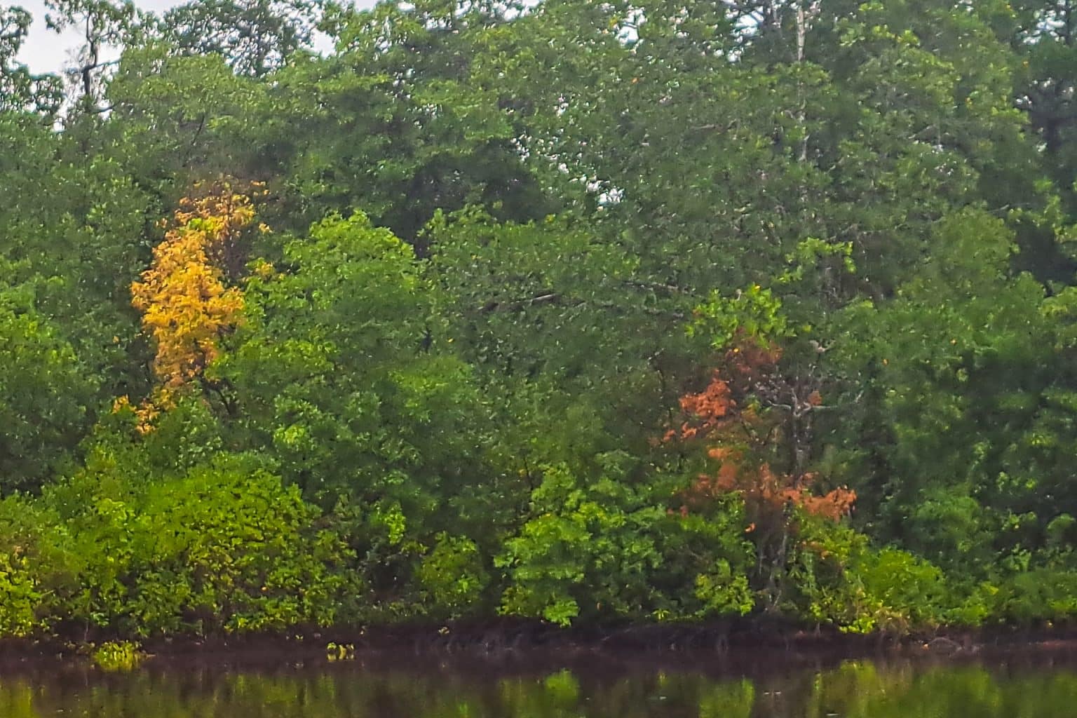 The Ethnoecology of Daun Kira-kira: Enduring Virtues in Southwest Papua ...